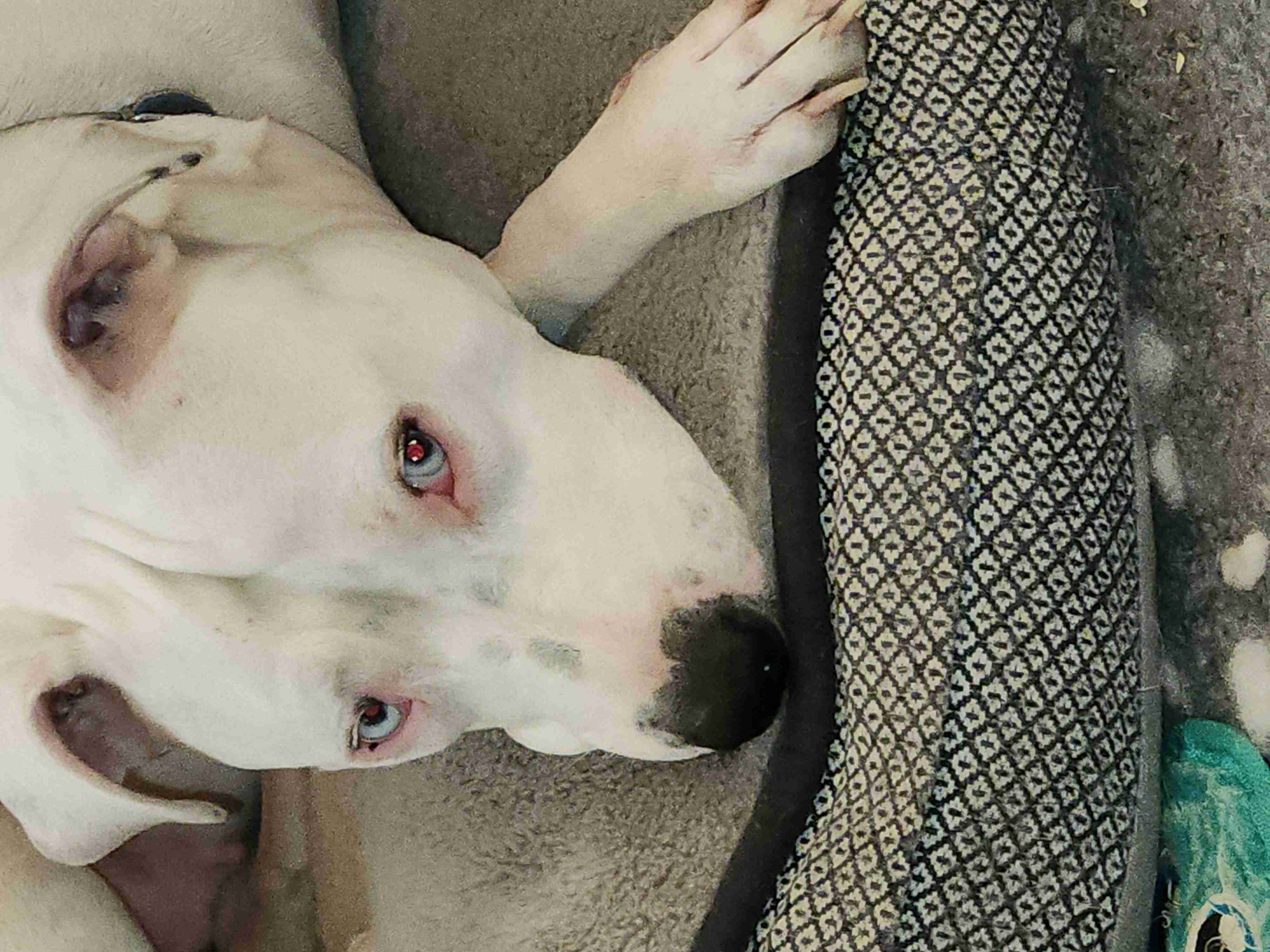 Jim Carroll Wins at Global Brew Tap House | Free Poker Network(FPN)