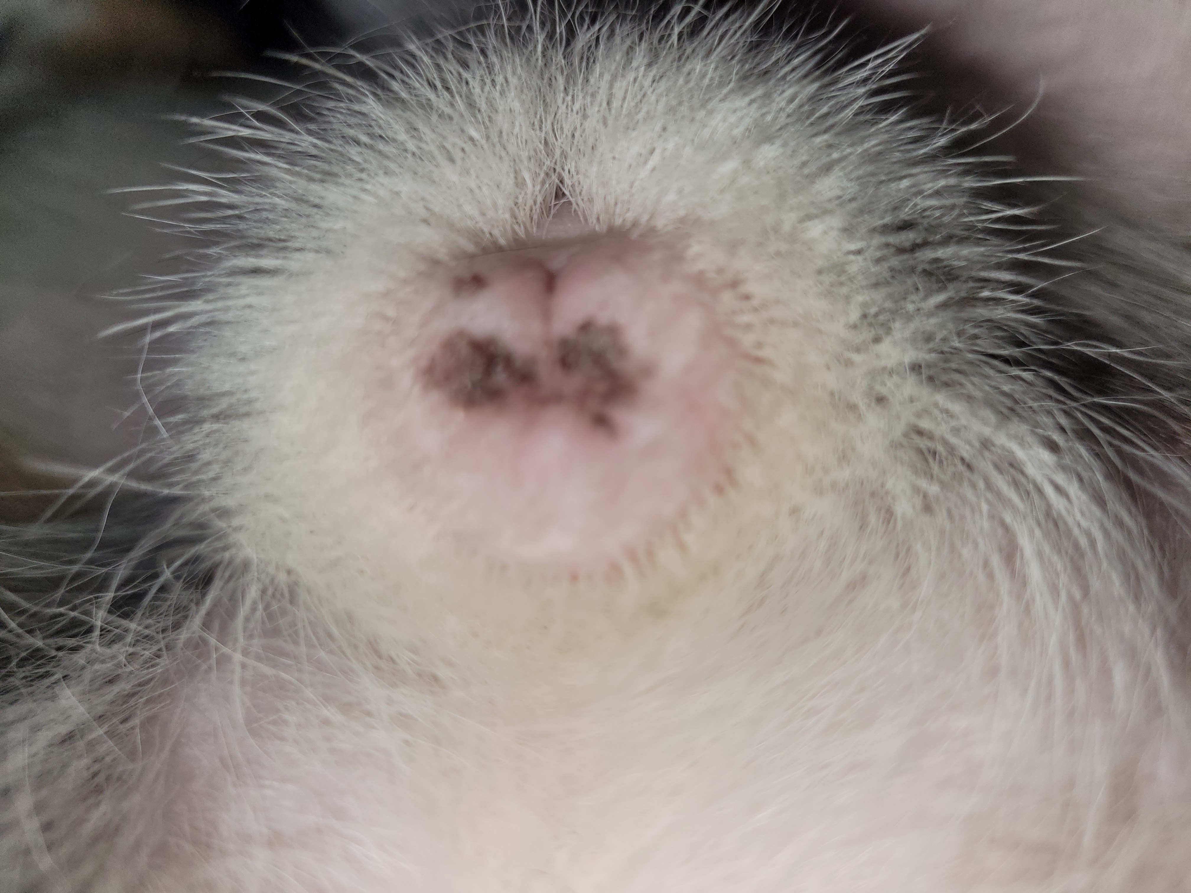 Sam Wahl Wins at Back to Captain's | Free Poker Network(FPN)