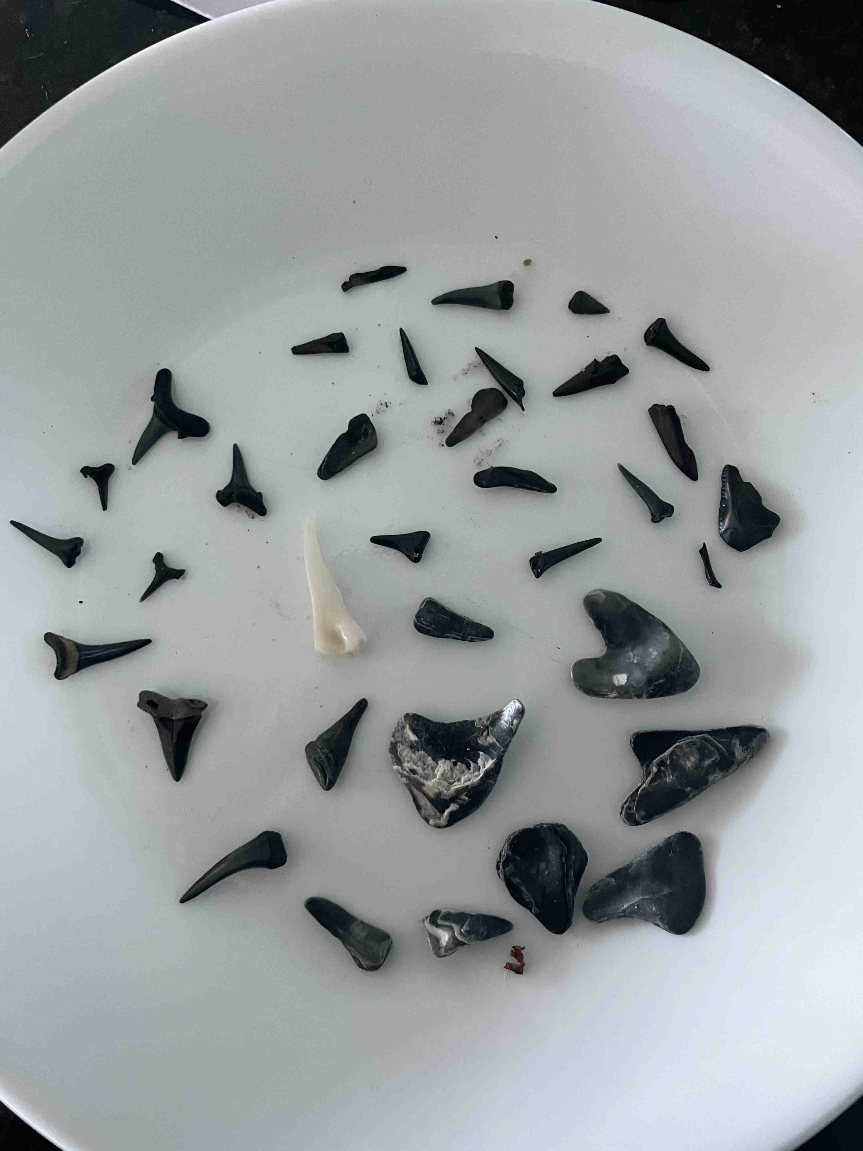 Adam Dehn Wins at Billy's Rockford Bar Rachel's Place | Free Poker ...